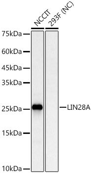 LIN28A Rabbit mAb-单克隆抗体- ABclonal