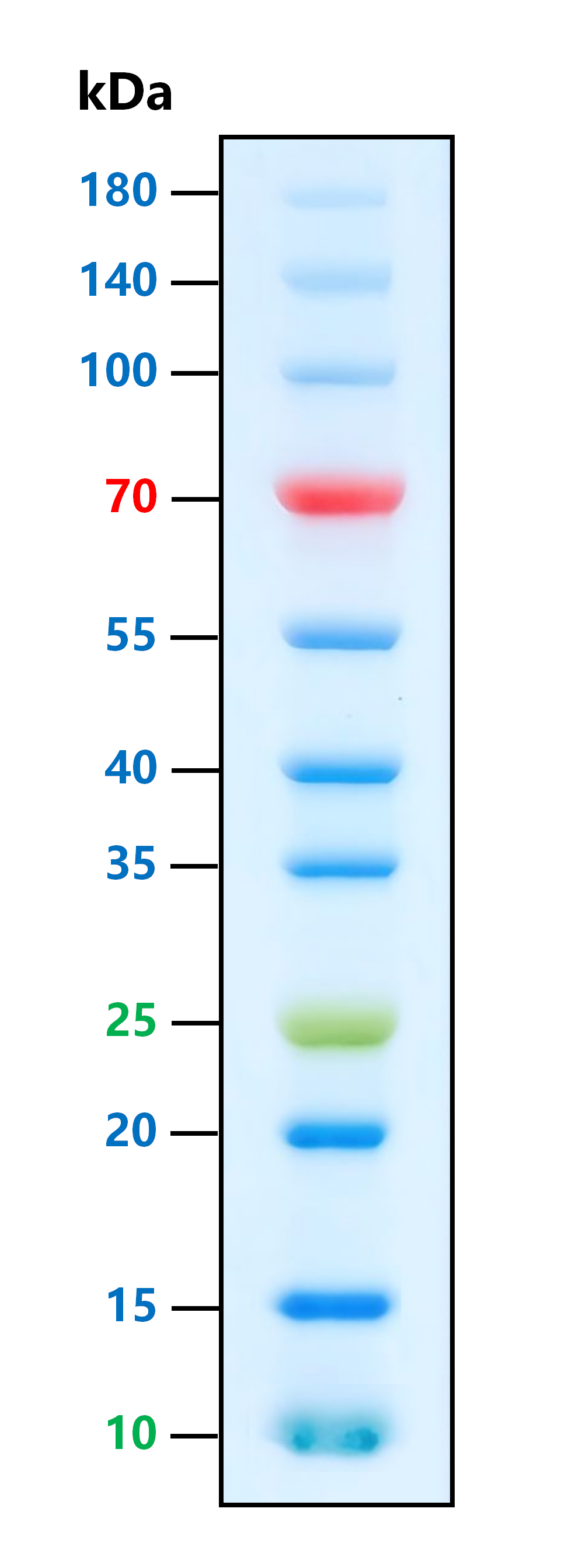 蛋白Marker- ABclonal